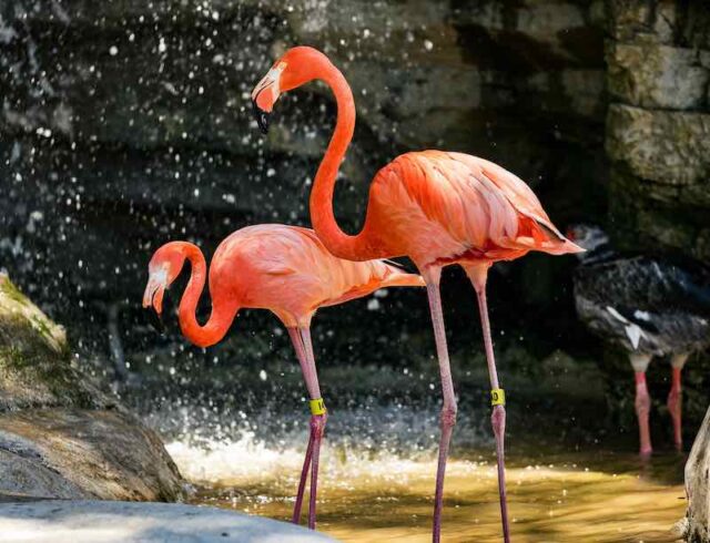20 Of The Best Zoos In California - Life in the USA