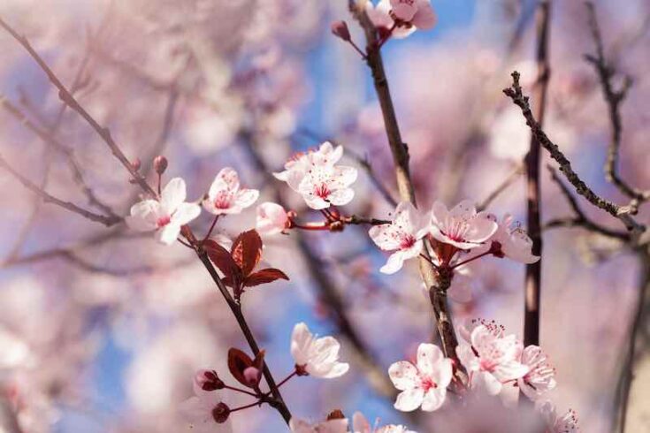 25 Best Trees To Plant In Indiana - Life in the USA